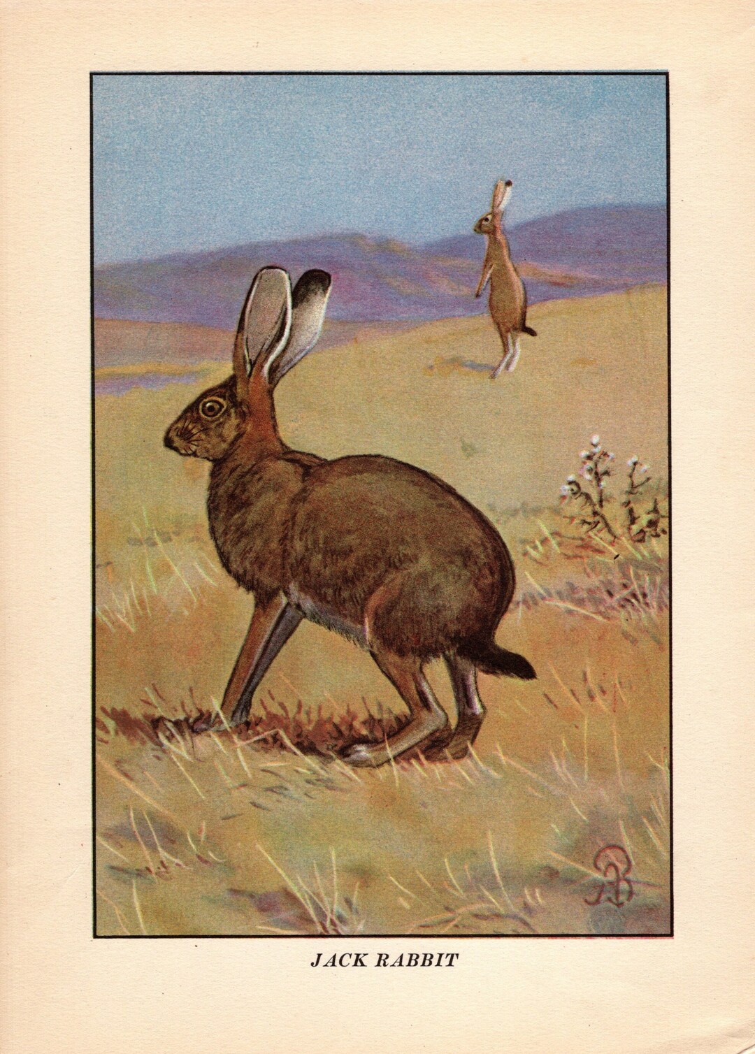 Antique Jack Rabbit Print Wall Art Decor Vintage Rabbit Art ...