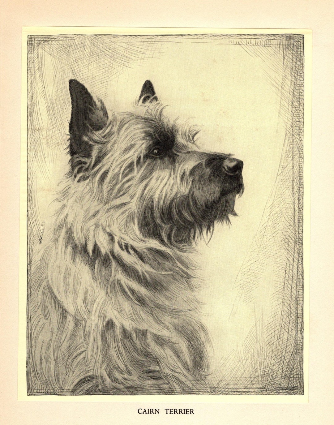 1935 Antique Cairn Terrier Dog Art Print Lovely Malcolm Nicholson Cairn ...