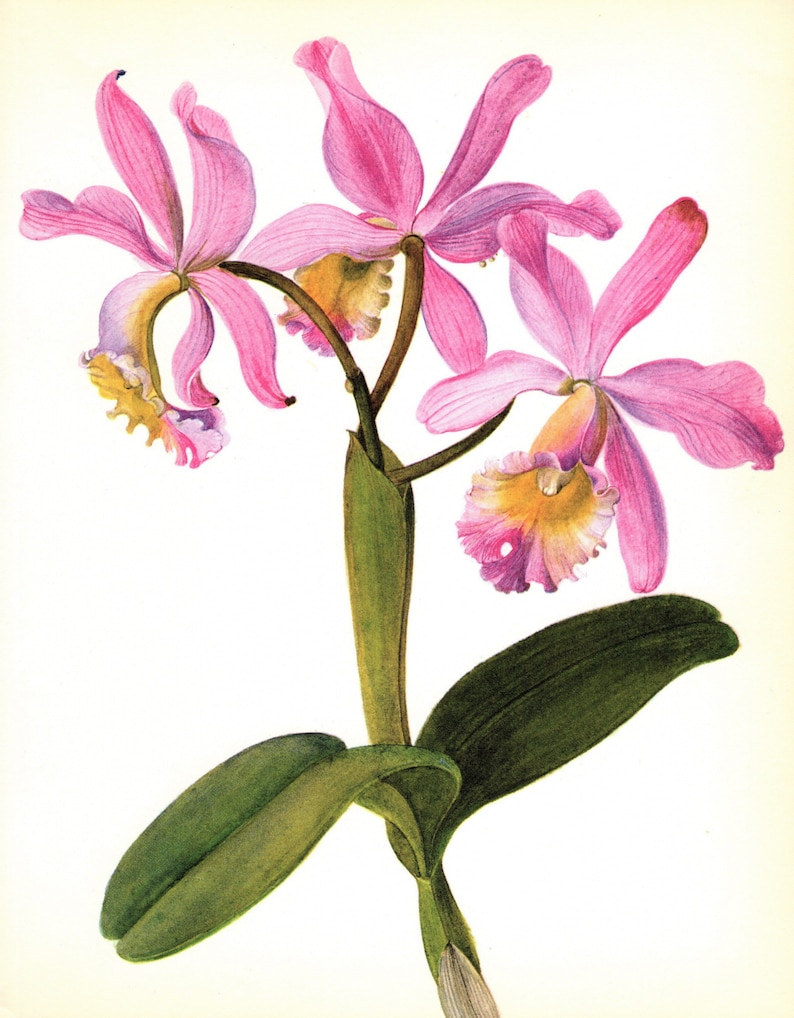 Orchid Print Set of 4 Vintage Pink Orchid Prints Gallery Wall - Etsy
