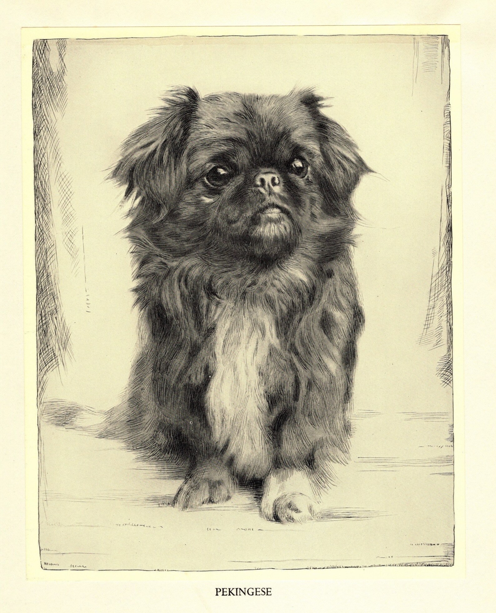 1935 Antique Pekingese Dog Art Print Lovely Malcolm Nicholson - Etsy