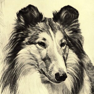 1935 Antique Collie Print Wall Art Decor Lovely Malcolm Nicholson ...