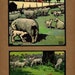 Antique Sheep Print Edwin Noble Vintage Lamb Sheep Farmyard - Etsy