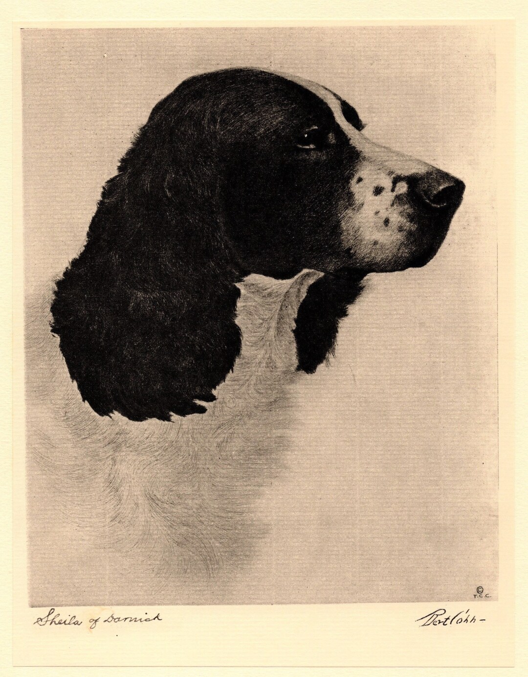 1930s Antique Springer Spaniel Print Wall Art Decor Bert Cobb - Etsy