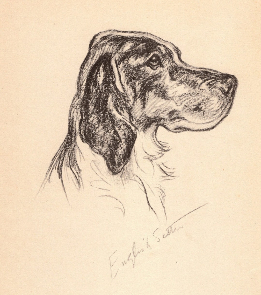 1940 Antique ENGLISH SETTER Print Vintage Lucy Dawson English - Etsy