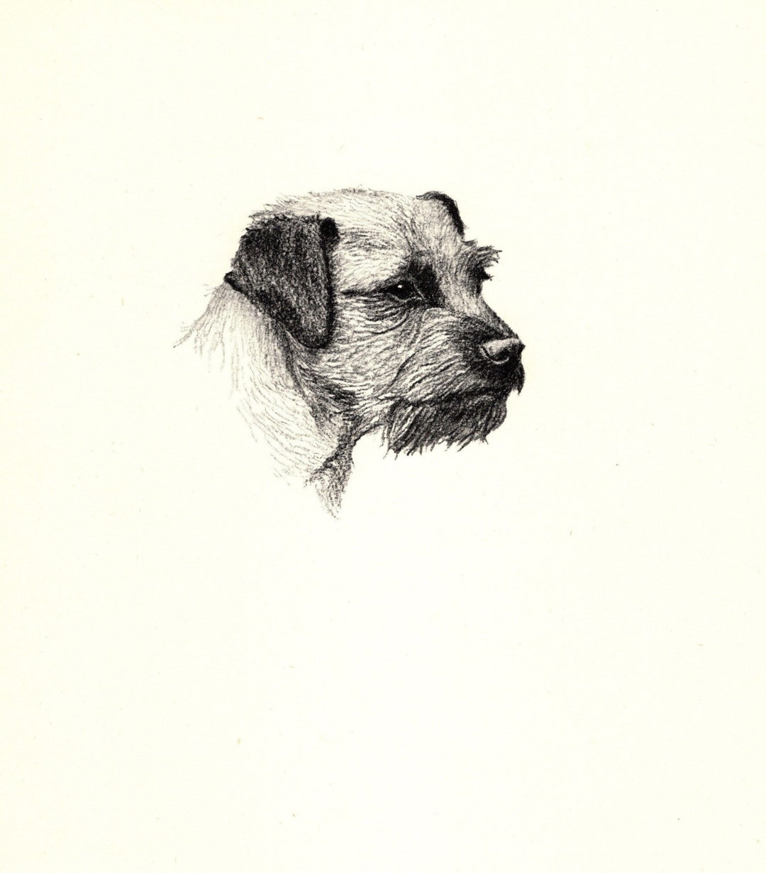 1935 Antique Border Terrier Print Wall Art Decor Border Terrier ...