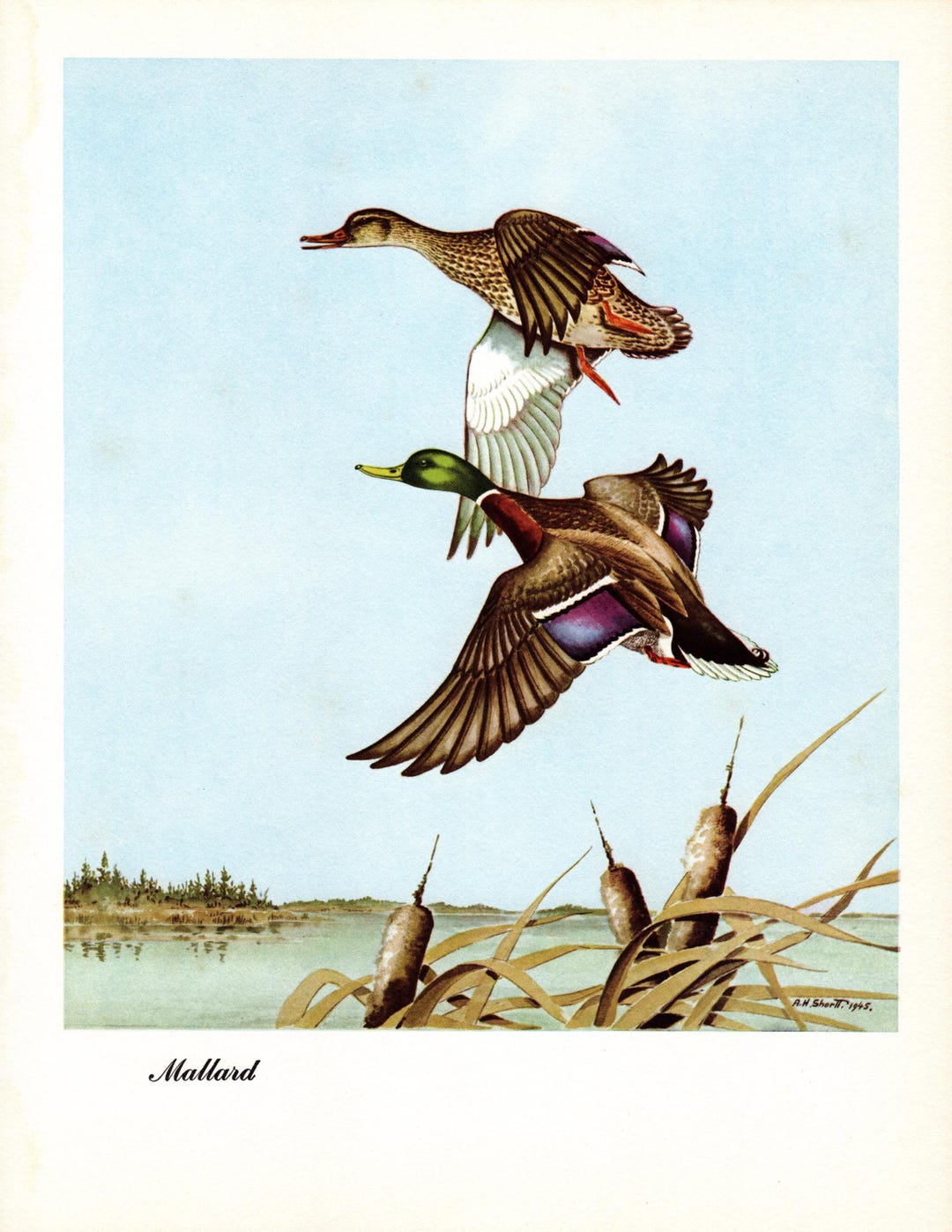 Vintage Mallard Duck Print Wall Art Decor 1950s Bird Art Print Duck ...