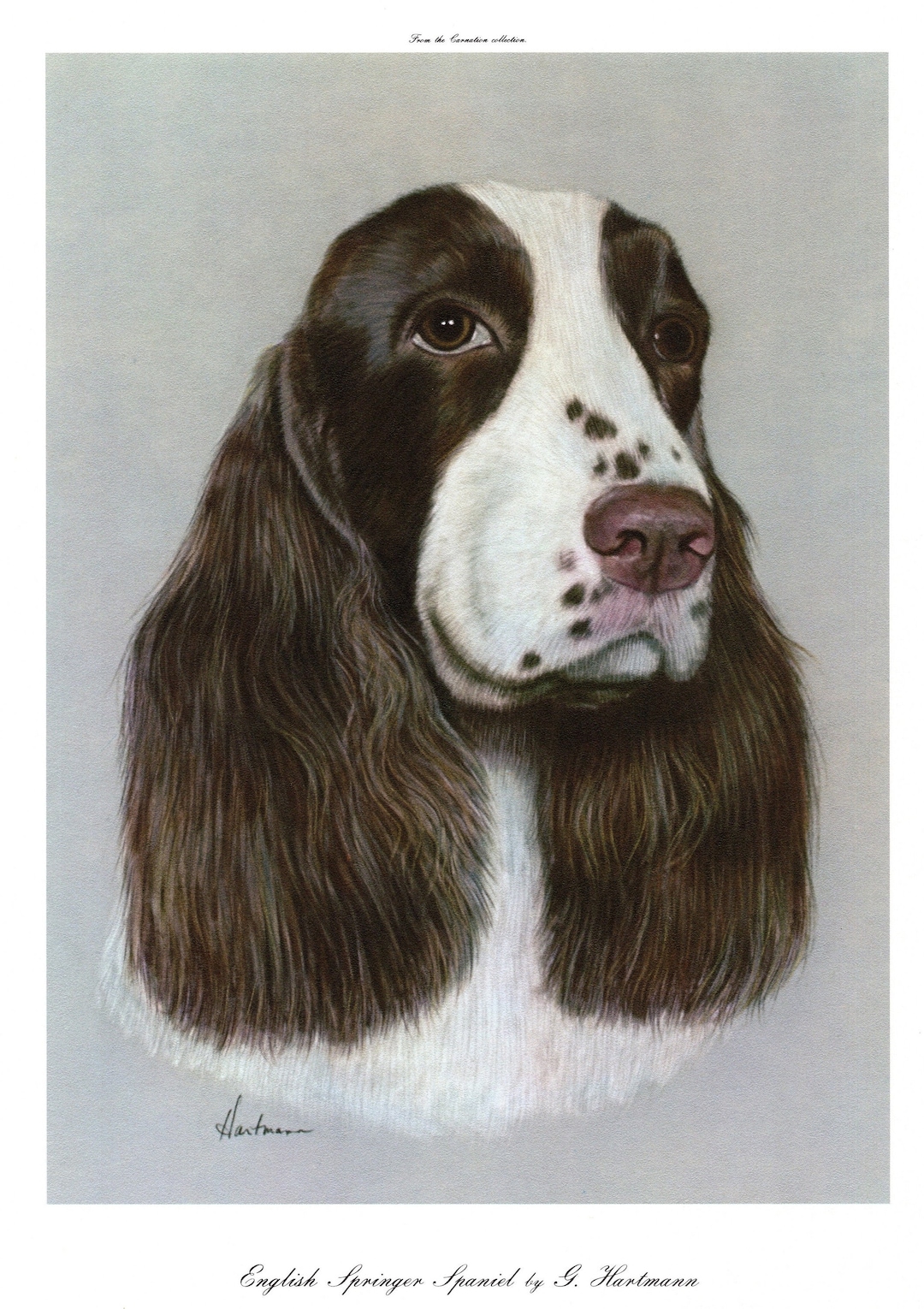 Vintage Springer Spaniel Print Wall Art Decor Glenna Hartmann Springer ...