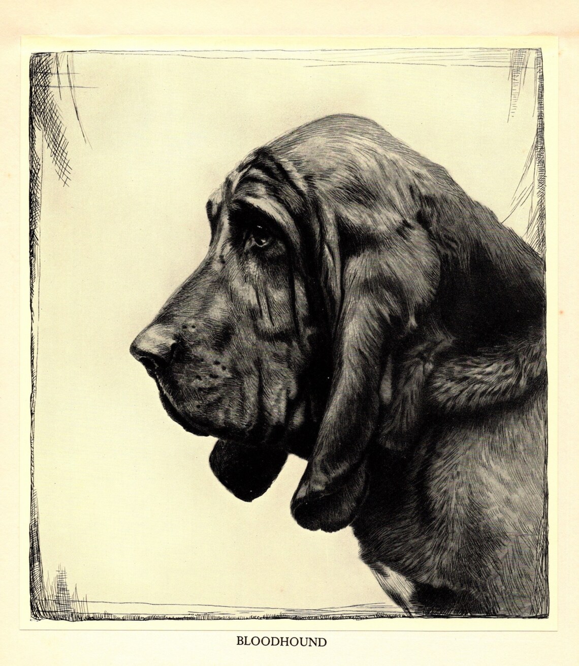 1935 Antique Bloodhound Dog Art Print Lovely Malcolm Nicholson | Etsy