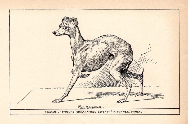 1900 Antique Italian Greyhound Print Wall Art Decor Champion Larkfield ...
