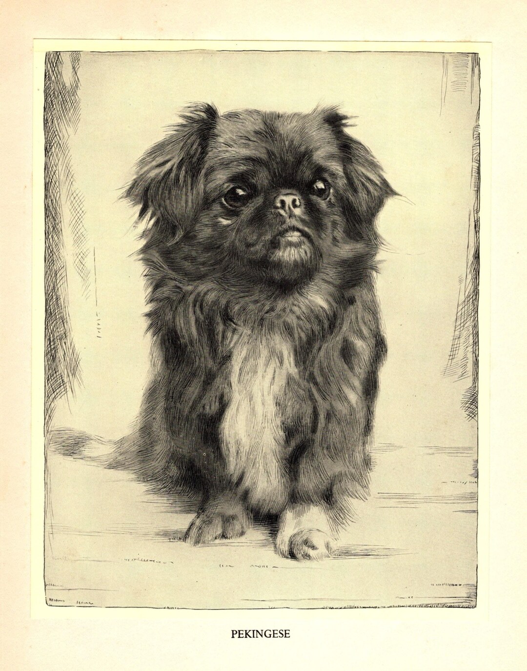 1935 Antique Pekingese Dog Art Print Lovely Malcolm Nicholson Pekingese ...