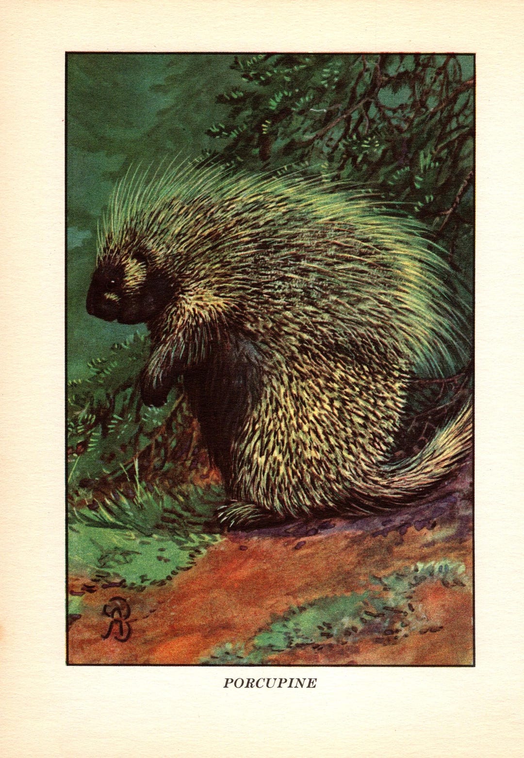 Antique Porcupine Print Wall Art Decor Vintage Porcupine Art ...