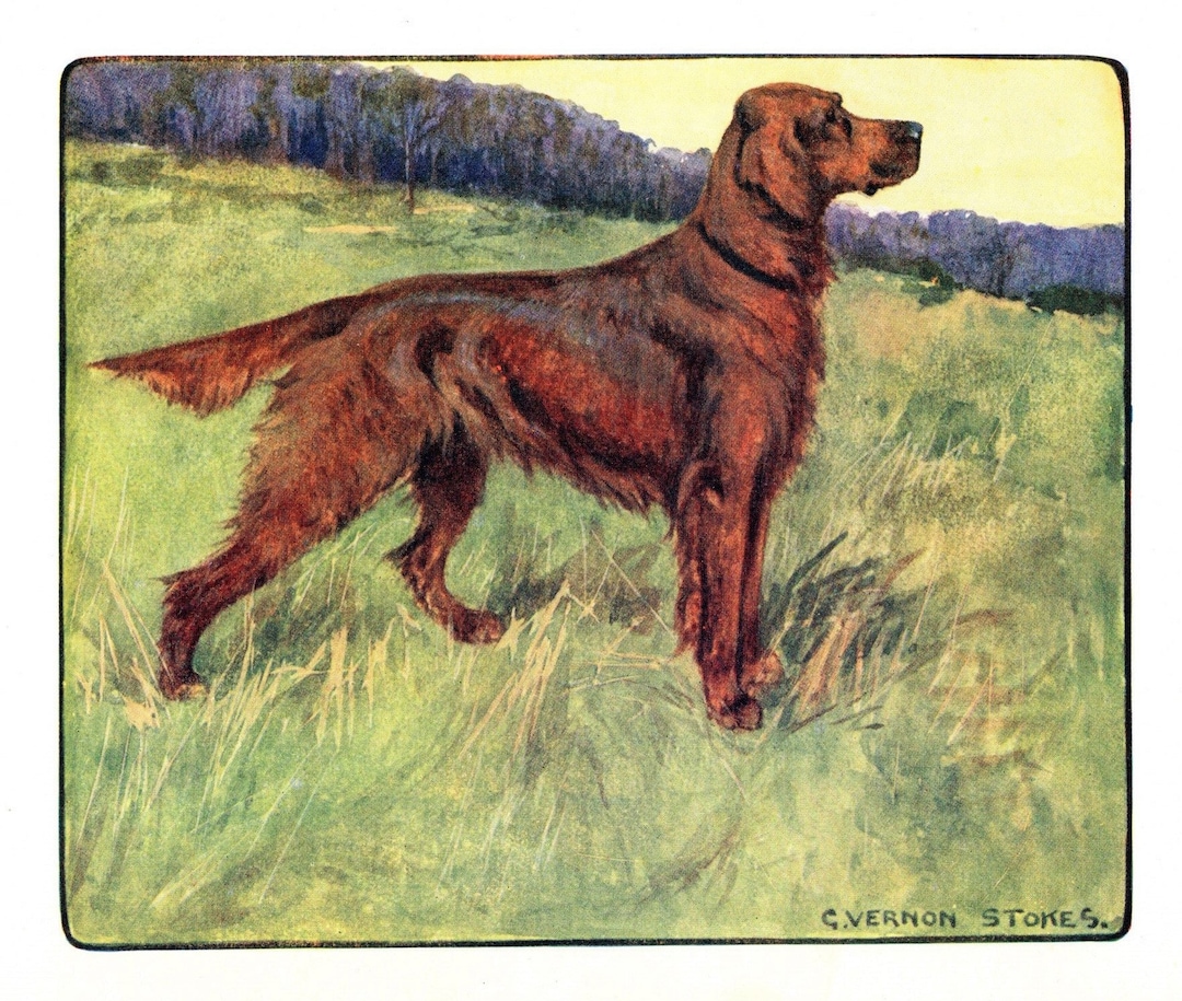 1906 Antique Irish Setter Print Wall Art Decor Vernon Stokes Irish ...