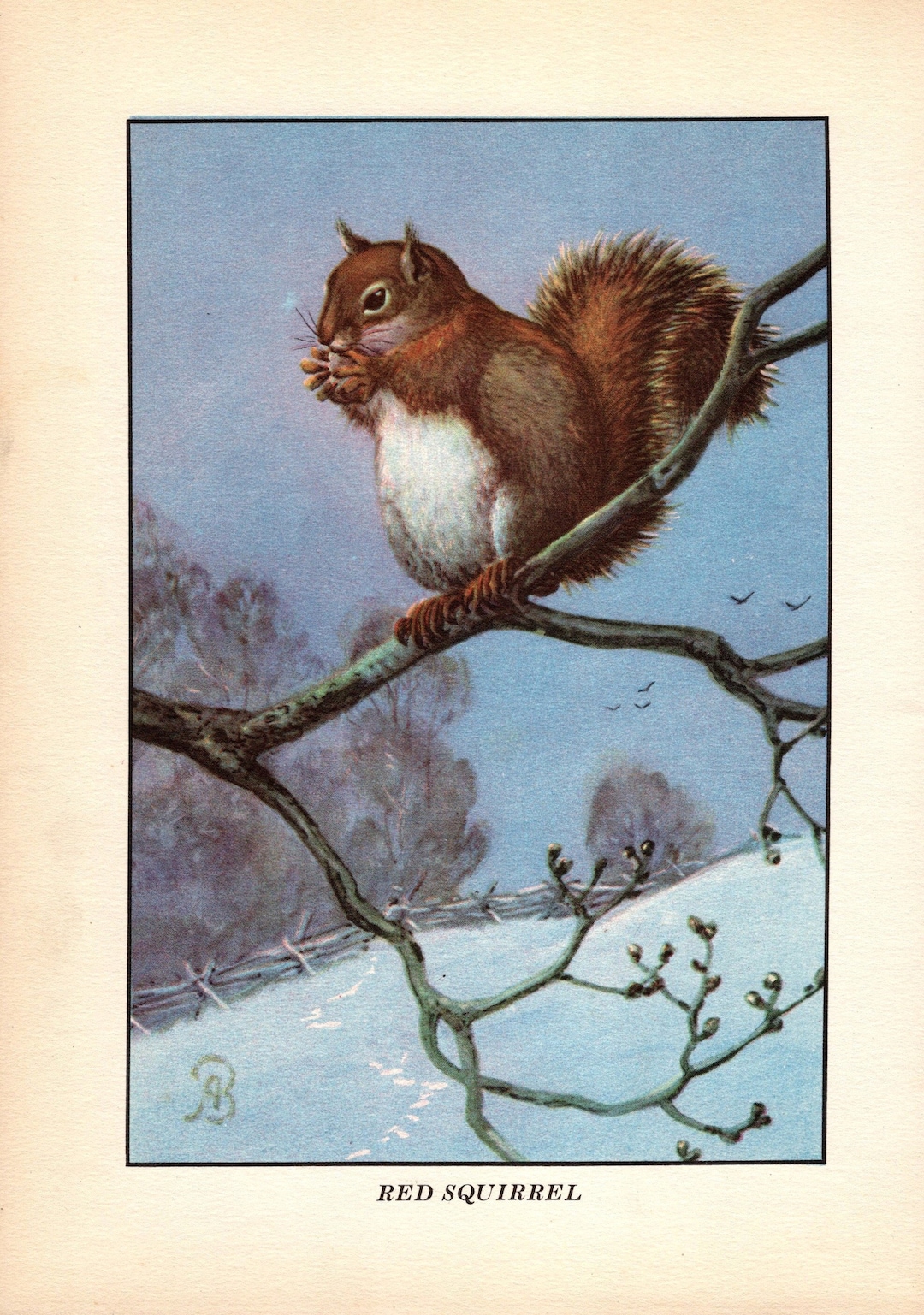 Vintage Squirrel Print Wall Art Decor Antique Red Squirrel Art ...