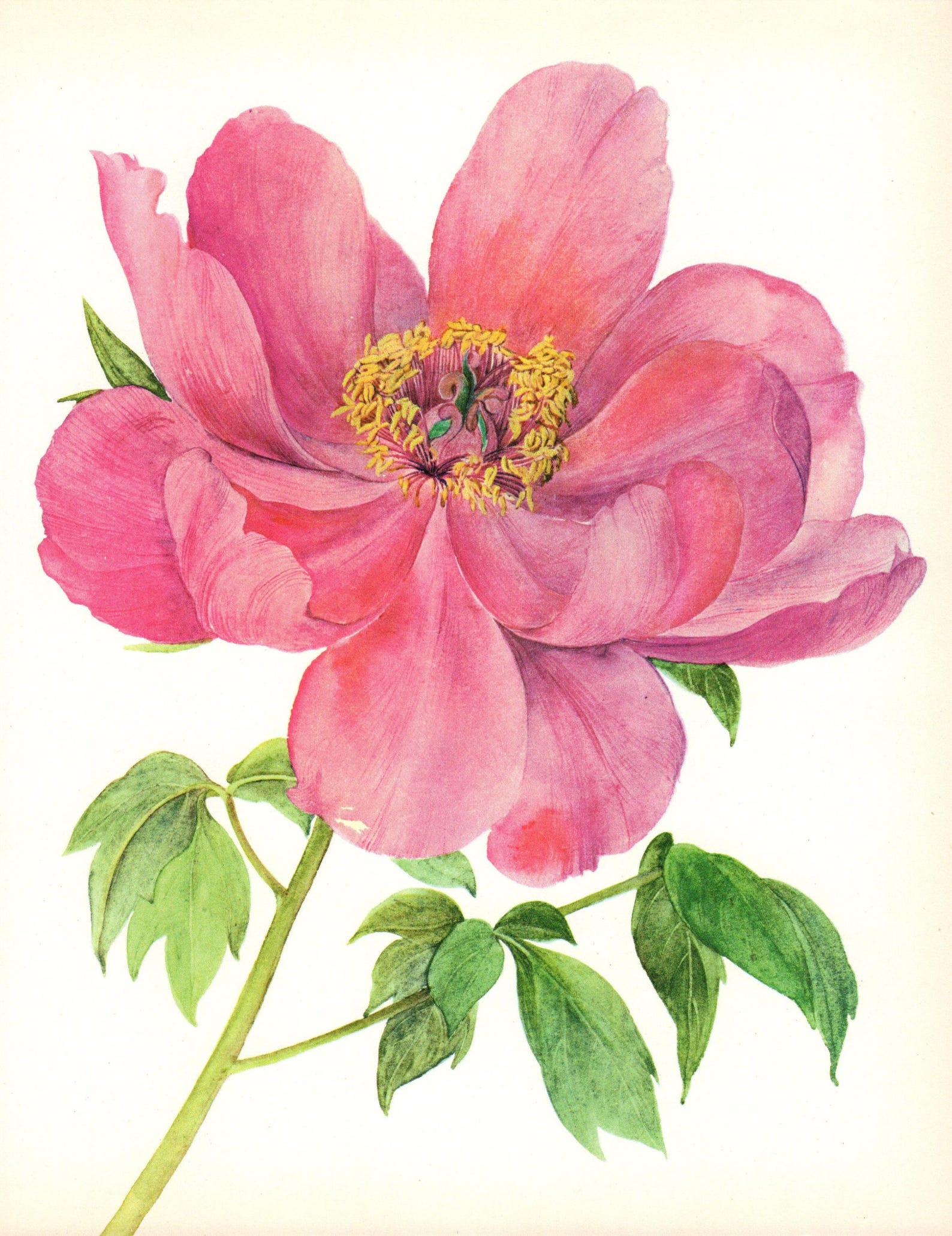 Romantic Peony Flower Art Print Botanical Print Pink Purple Flower ...