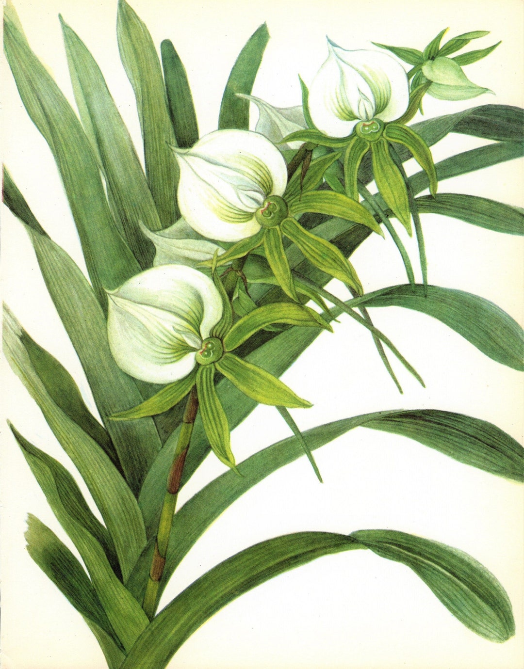 Set of 4 Vintage Orchid Prints Wall Art Decor White Flower - Etsy