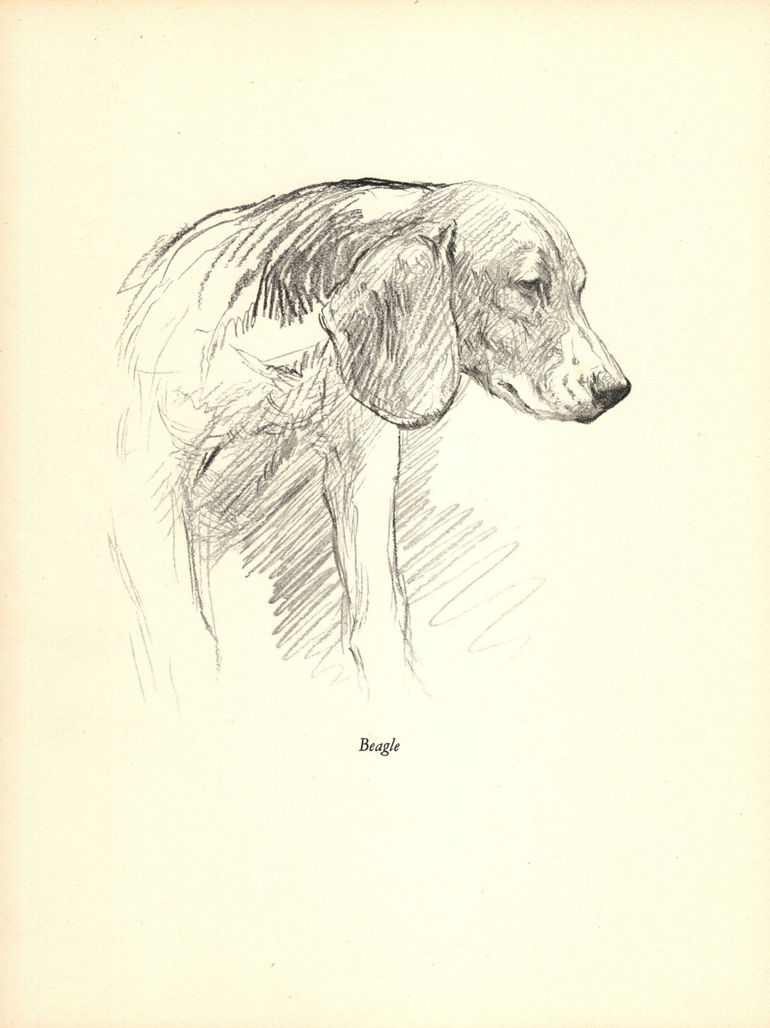 Antique Beagle Print Wall Art Decor 1938 K Barker Beagle Dog Art ...