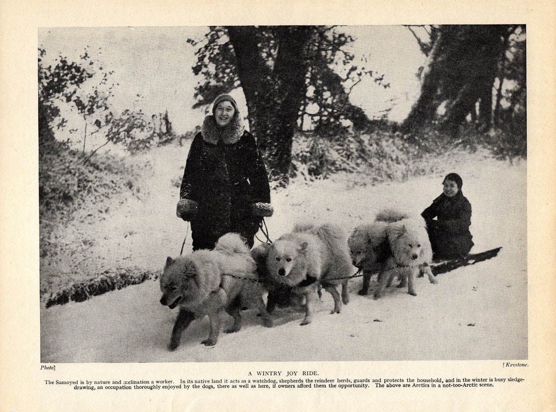 1930's Samoyed Print Gallery Wall Decor Samoyed Team Pulling Sledge ...