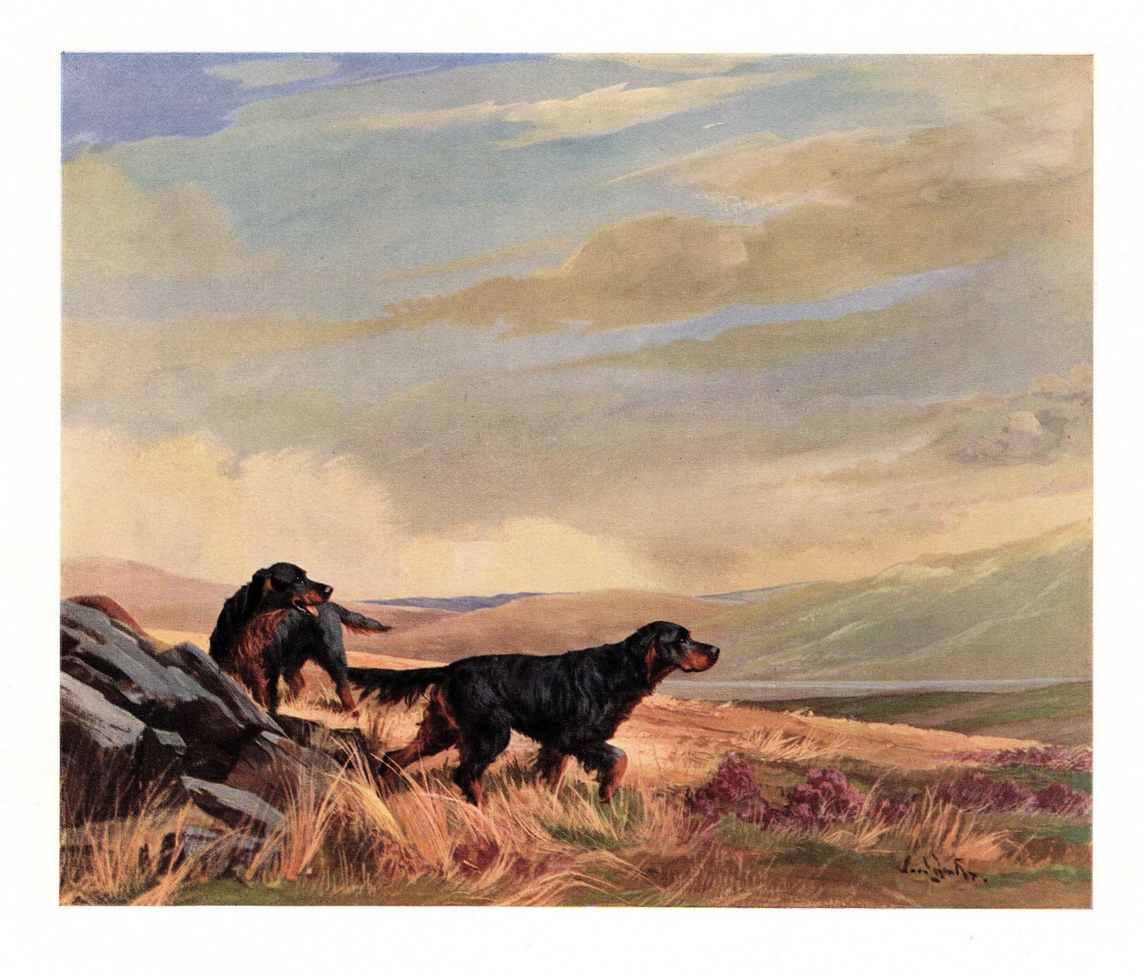 Antique Gordon Setter Print Wall Art Decor Ward Binks Gordon - Etsy