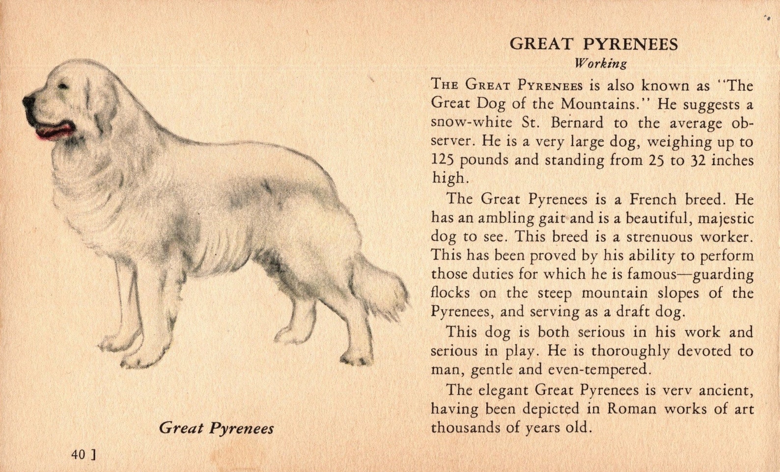 1941 Tiny Great Pyrenees Dog Print MINIATURE Size Ole Larsen Great ...