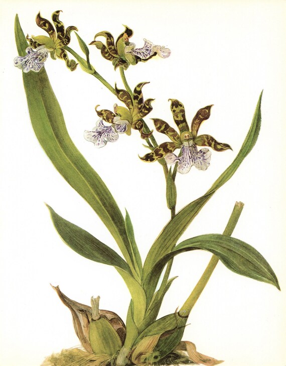 Lovely Vintage Orchid Print Botanical Flower Wall Art Cottage - Etsy