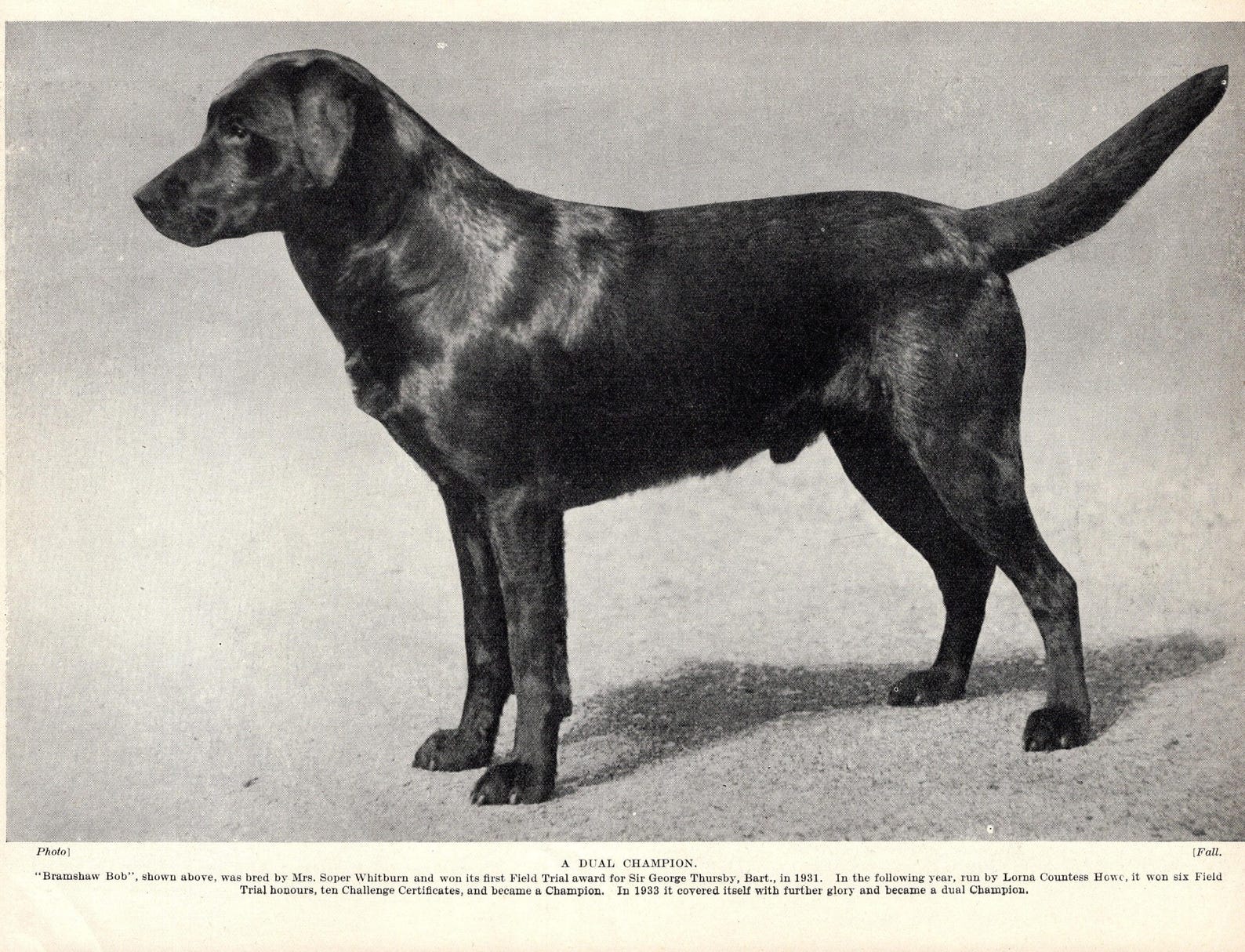 1930's Antique LABRADOR RETRIEVER Print Wall Decor Champion Bramshaw ...