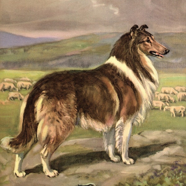 Collie Dog Art - Etsy