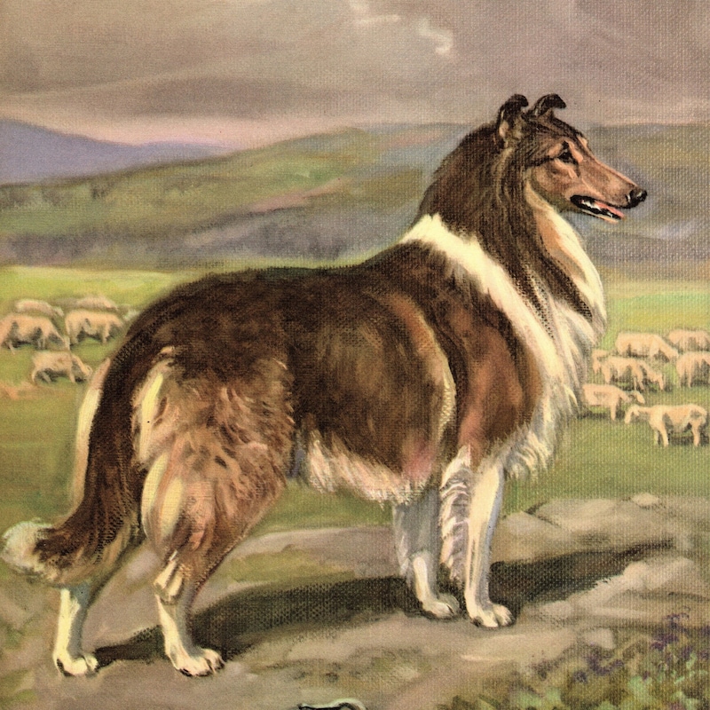 Collie Dog Art - Etsy