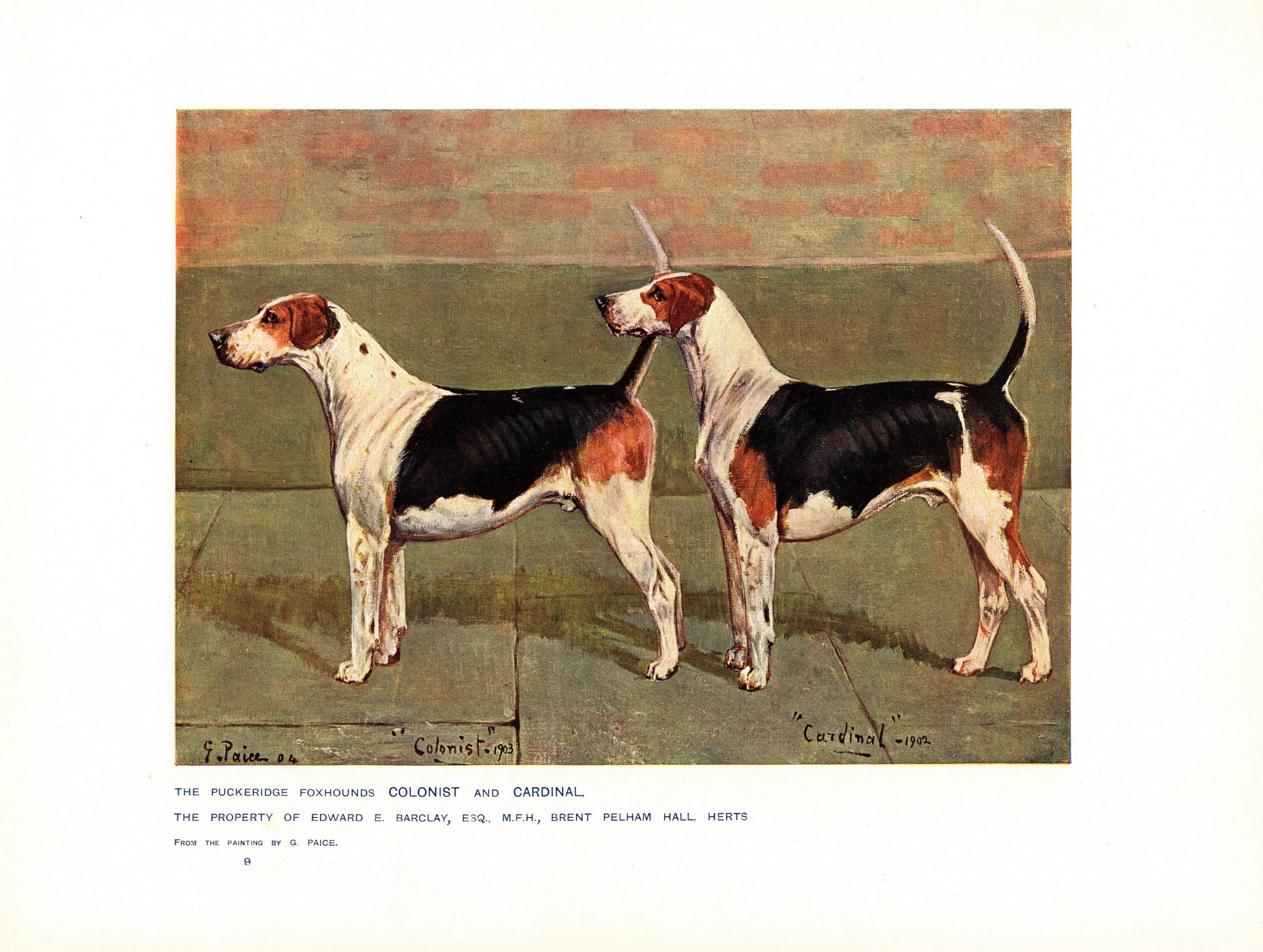 Can A American Foxhound And A Irish Wolfhound Be Friends