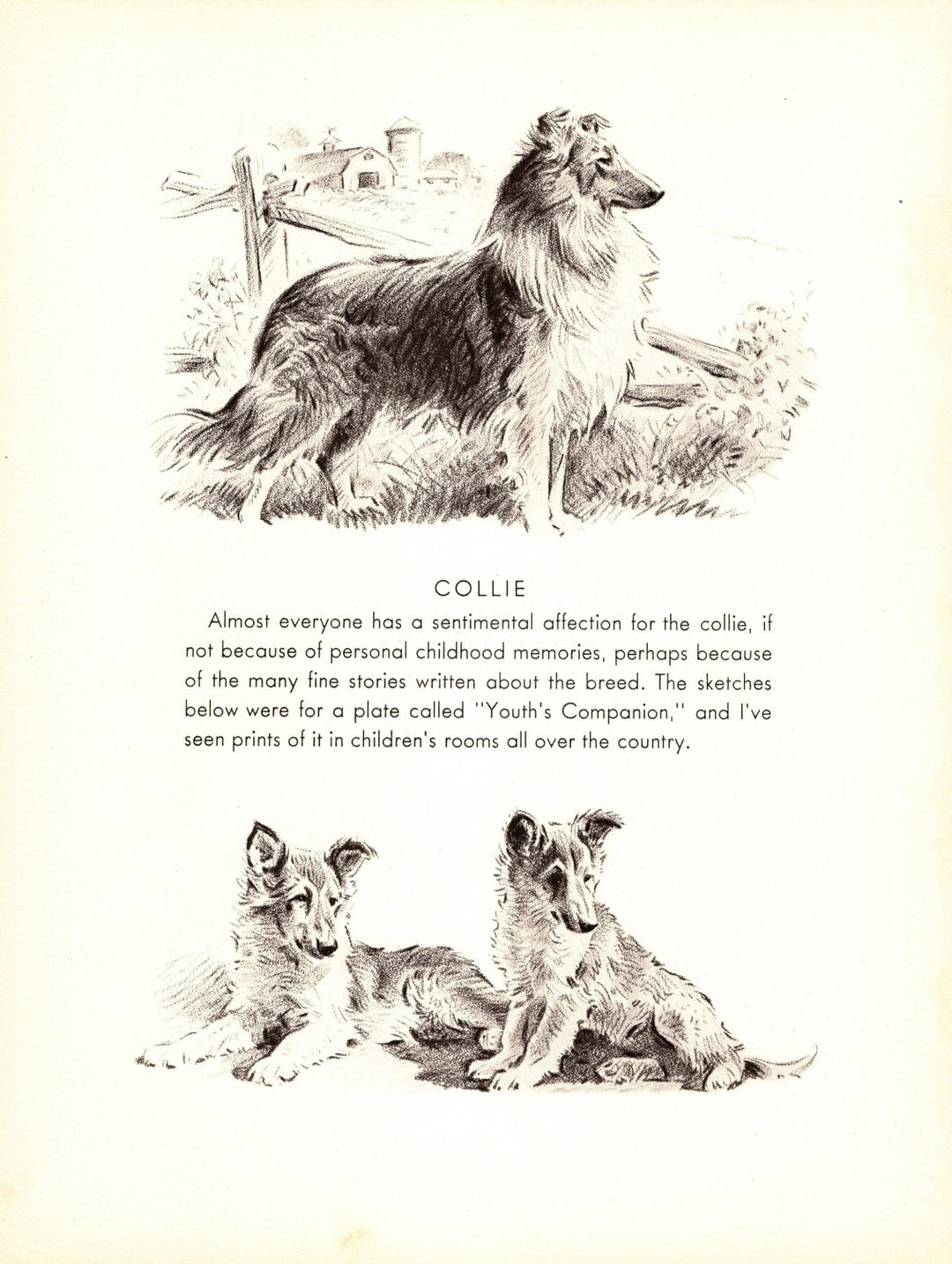 1940s Vintage Collie Print Wall Art Decor Morgan Dennis Collie ...