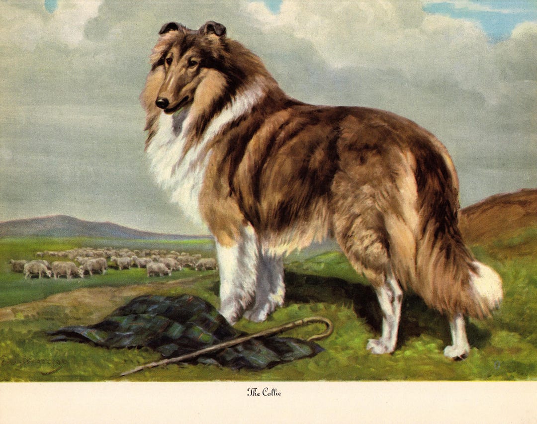 1942 Antique Collie Print Wall Art Decor Vintage Edwin Megargee Collie Illustration Print ...