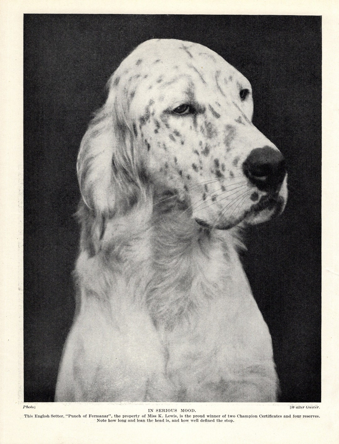 1930's Antique English Setter Print Wall Decor Champion Punch of ...