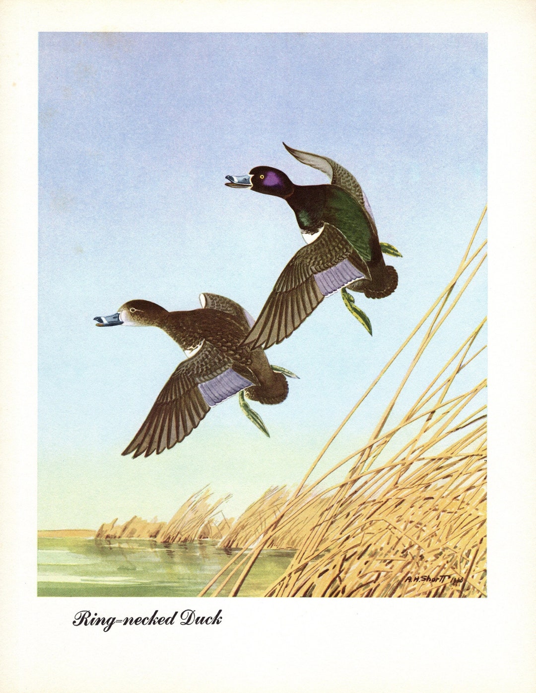 Vintage Ring-necked Duck Print Wall Art Decor 1950s Ring Necked Duck ...