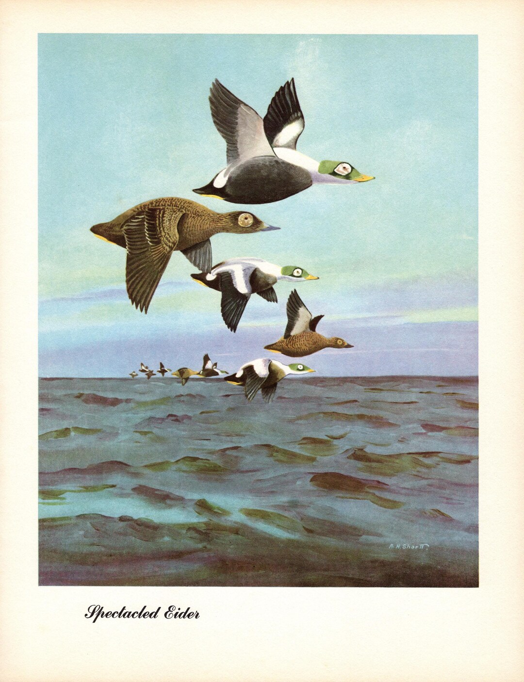 Vintage Spectacled Eider Duck Print Wall Art Decor 1950s Angus Shortt ...