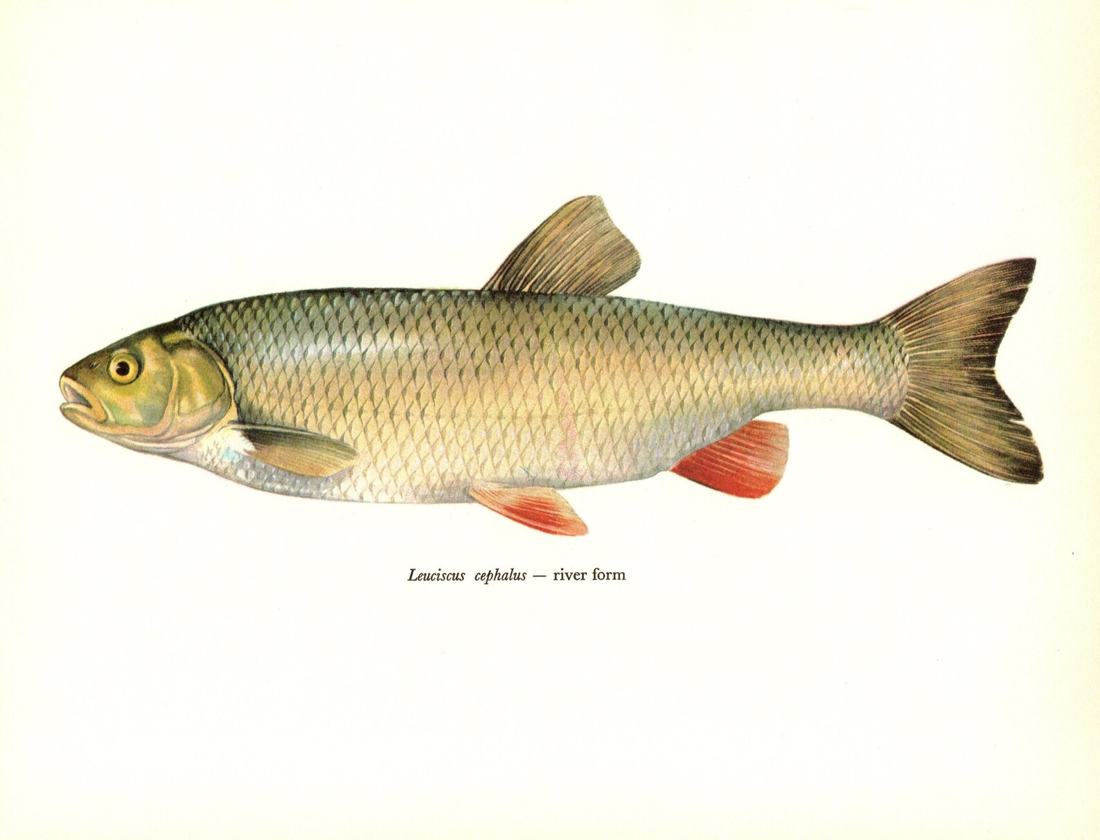 Set of 4 Vintage Fish Prints Gallery Wall Art Decor Fishing - Etsy
