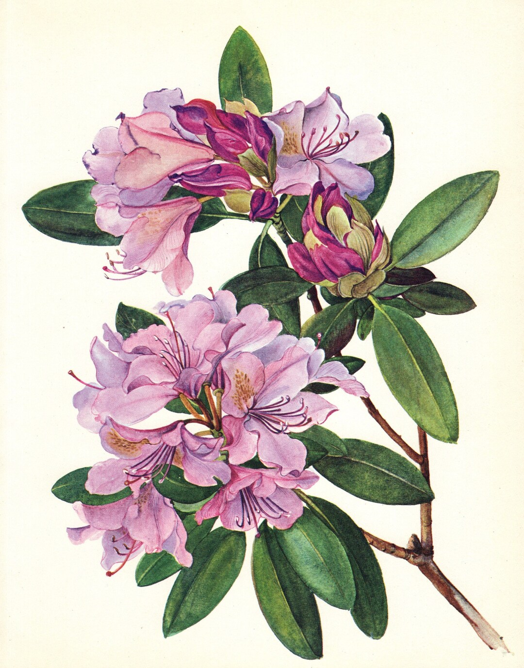Vintage Rhododendron Flower Art Print Botanical Print Pink Flower ...