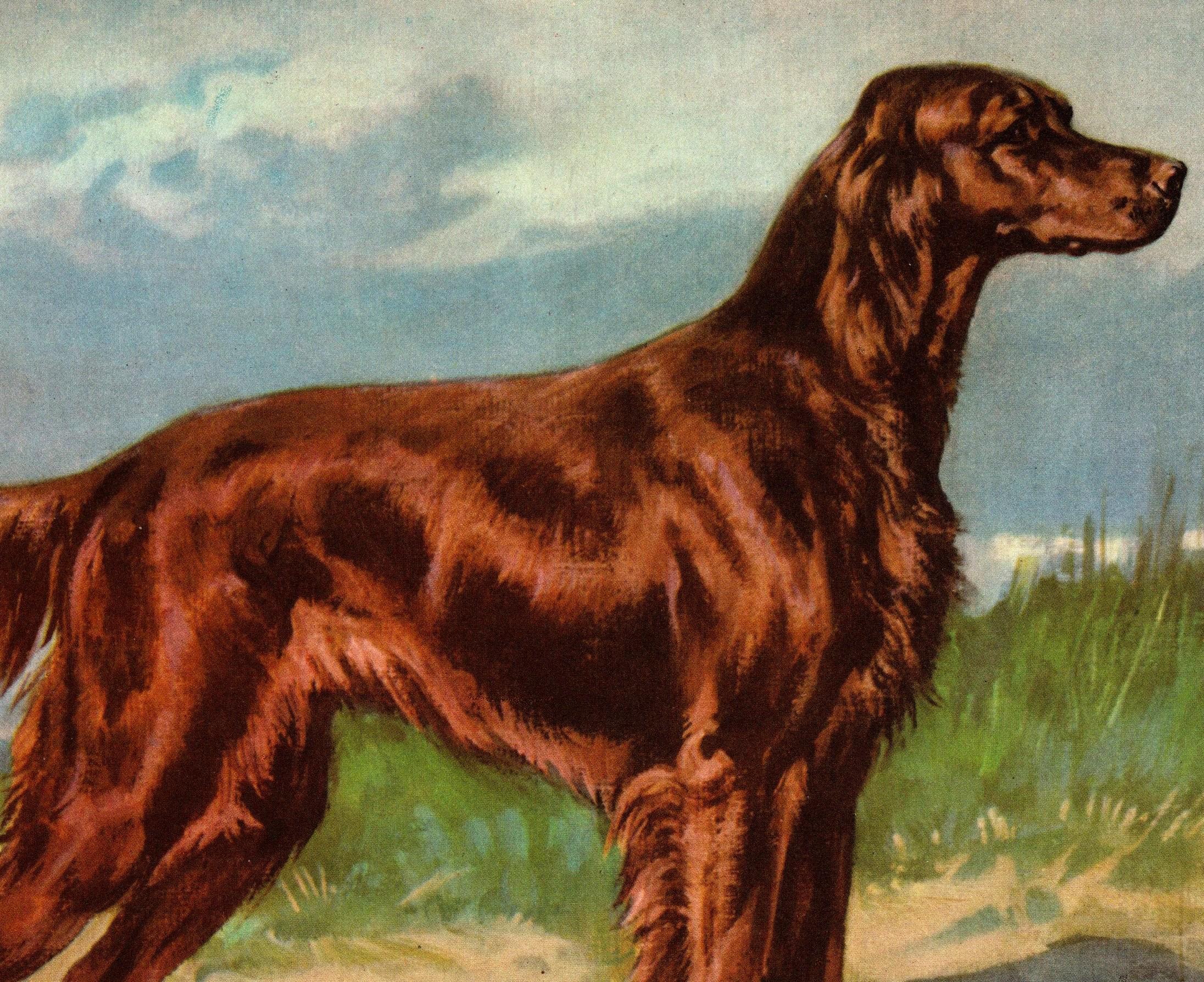 Antique IRISH SETTER Print Wall Art Decor Vintage 1942 Edwin Megargee ...
