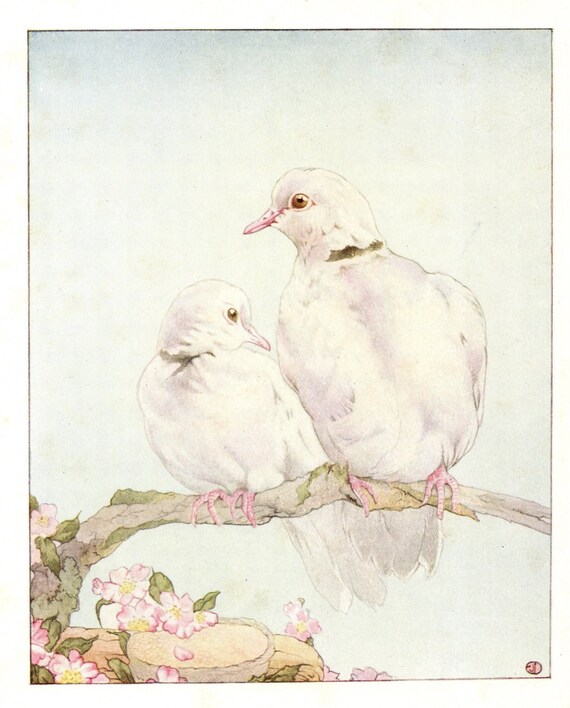 Love Dove Bird Drawing