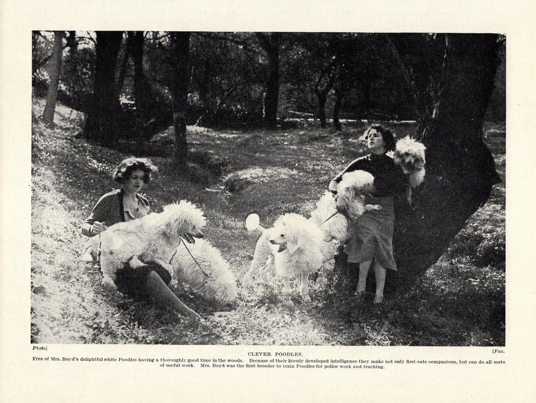 1930's Antique Poodle Print Mrs Boyd Poodles in the Woods Gallery Wall ...