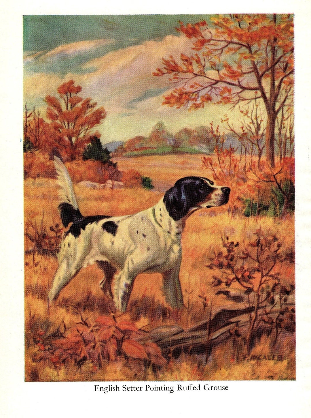 Vintage ENGLISH SETTER Print 1948 Fred Mccaleb Hunting Dog - Etsy