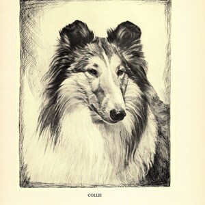 1935 Antique Collie Print Wall Art Decor Lovely Malcolm - Etsy