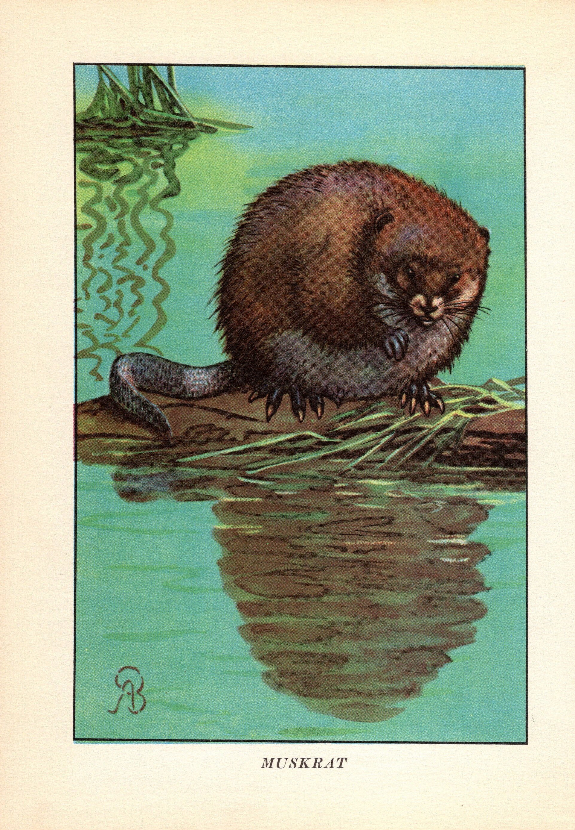 Muskrat Lodge Drawing
