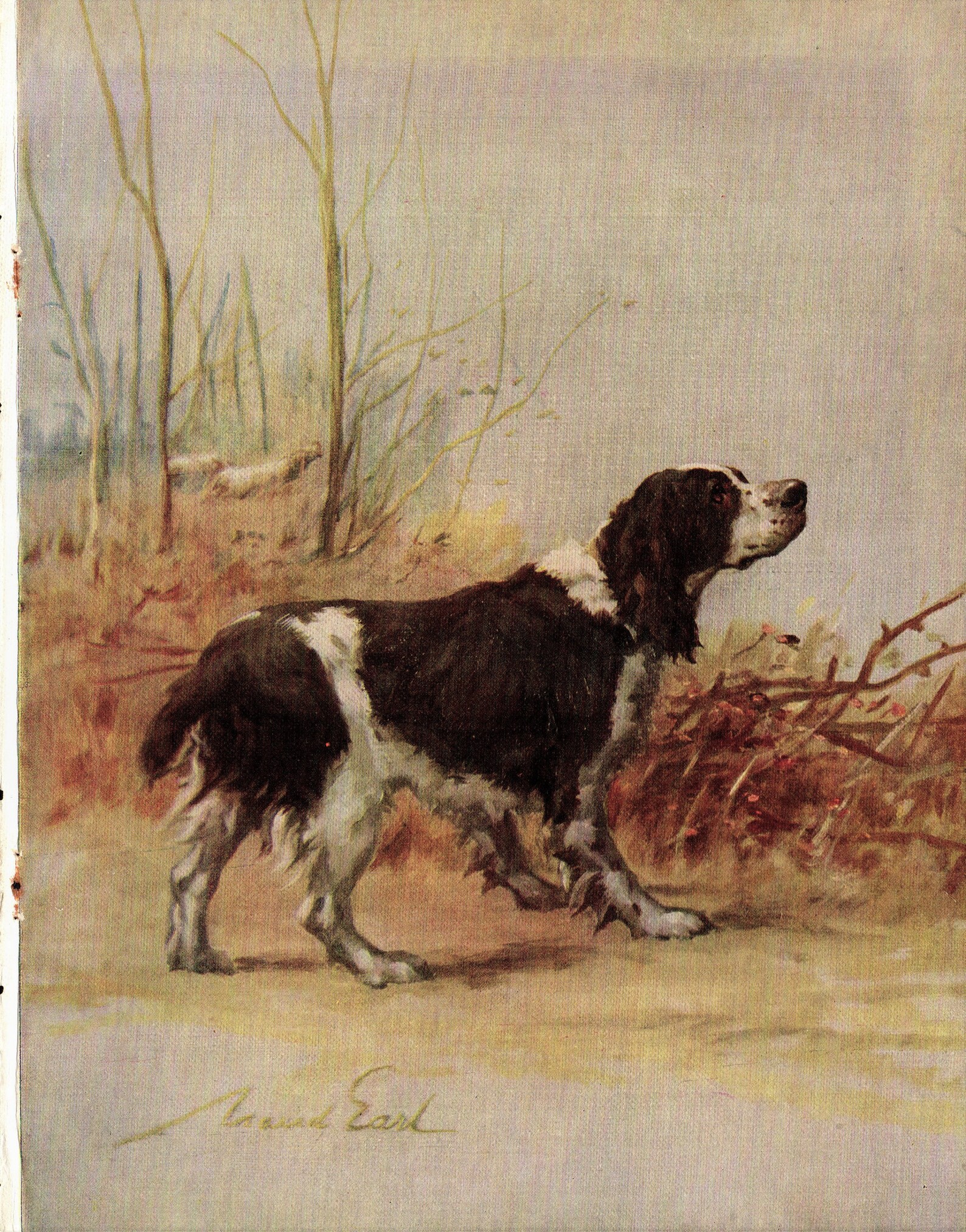 1930's Antique SPRINGER SPANIEL Print Maud Earl Springer | Etsy