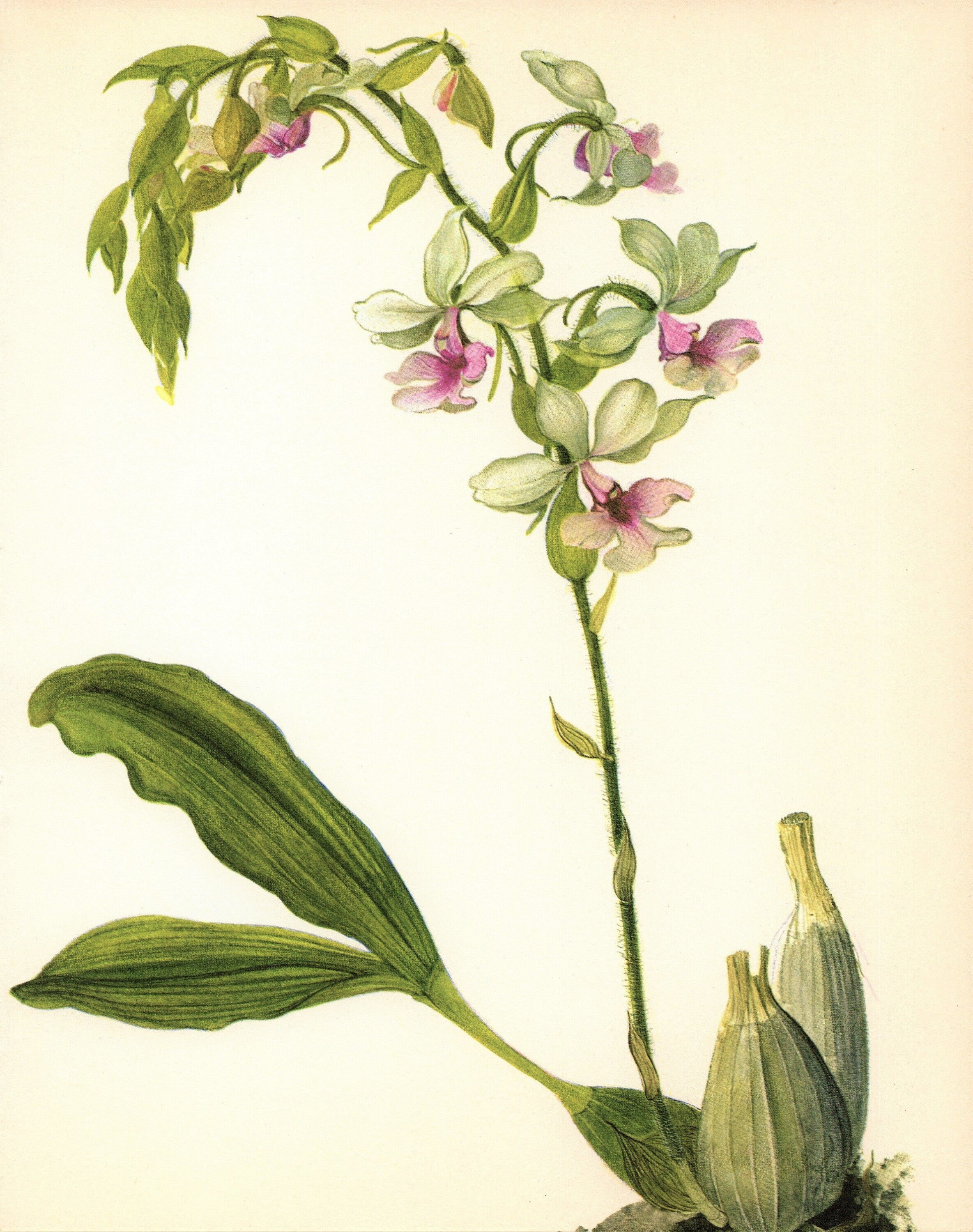 1970s Original Botany Illustration Vintage Botanical Orchid Print ...