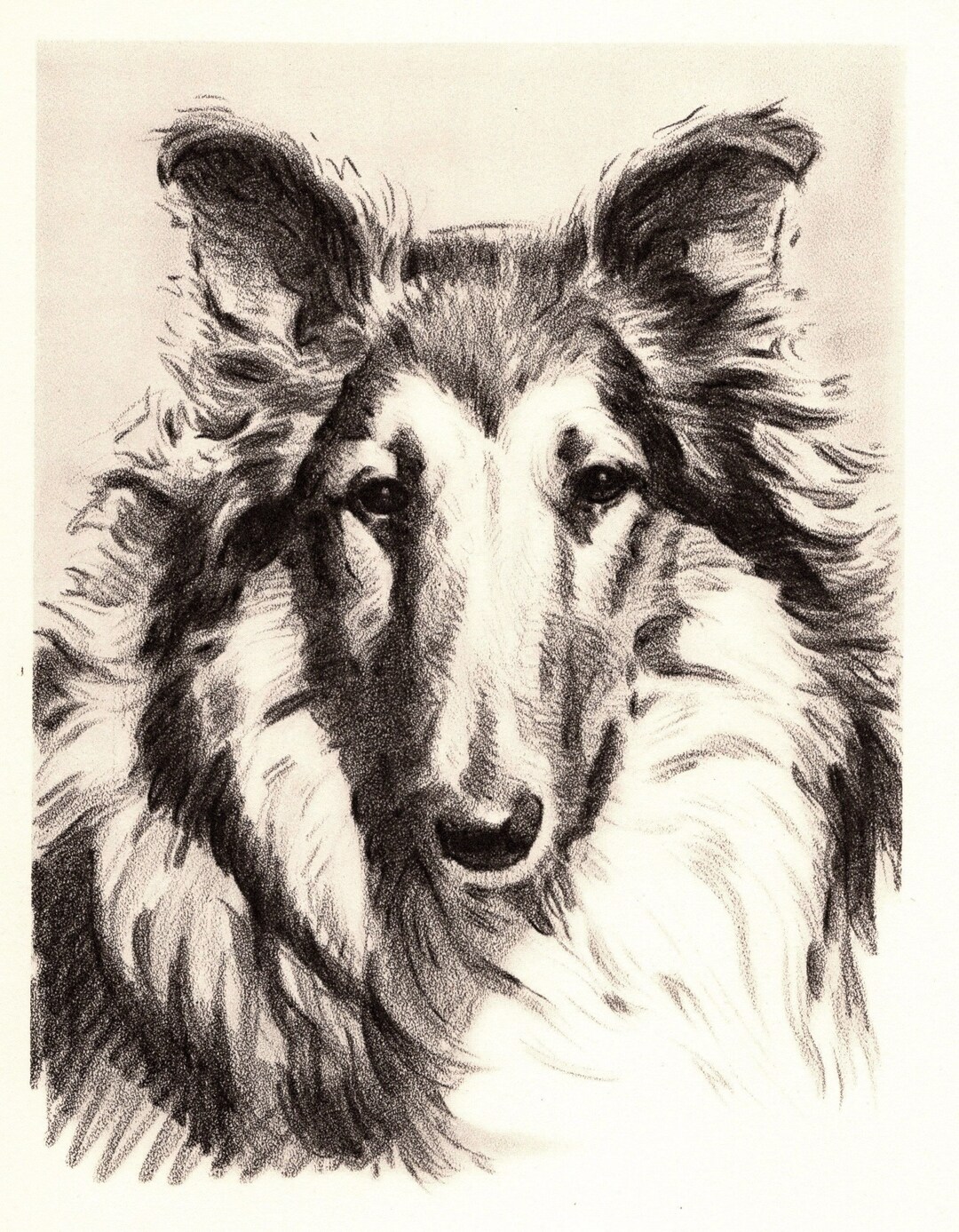 1940s Vintage Collie Print Wall Art Decor Morgan Dennis Collie - Etsy