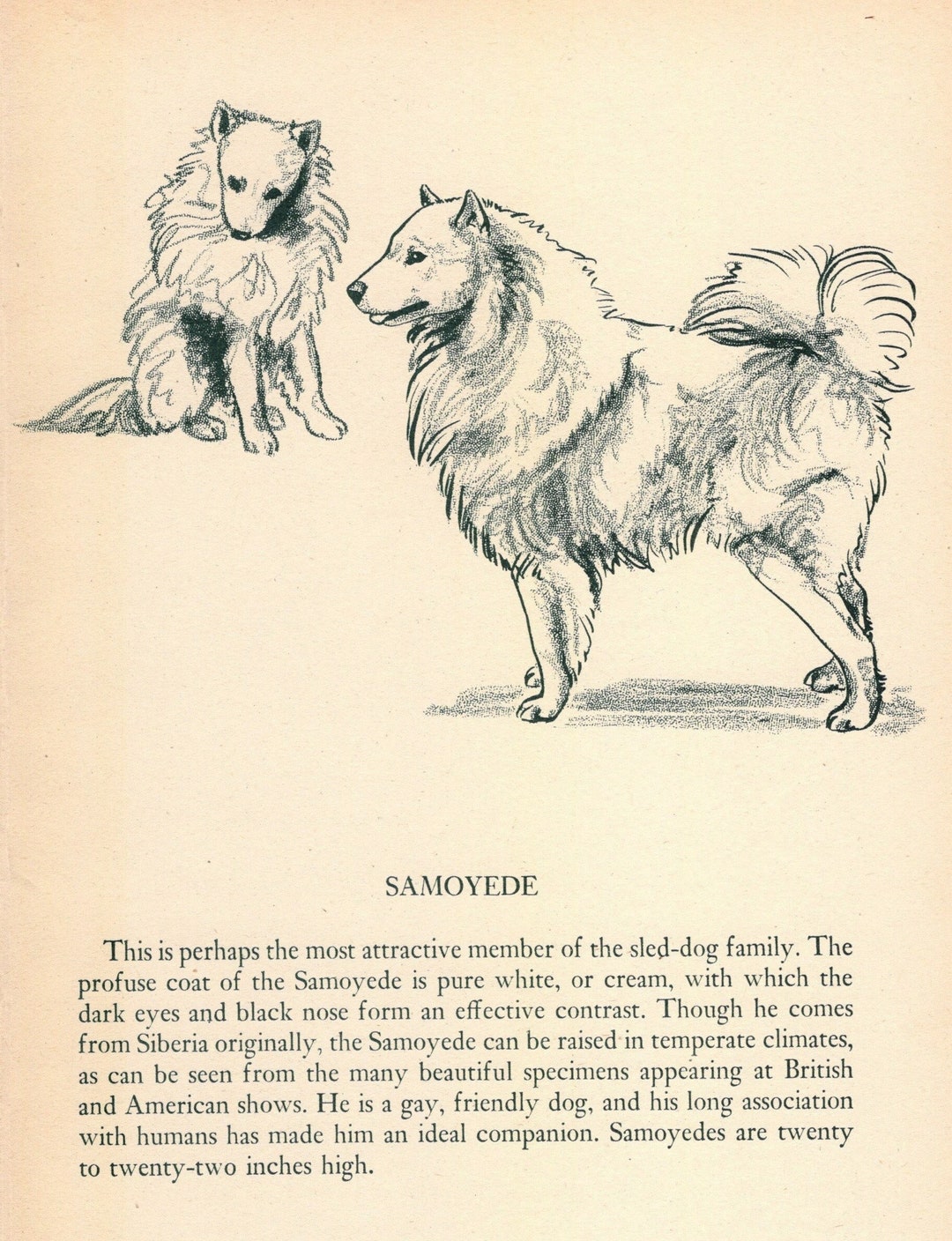 Vintage Samoyed Dog Print Wall Art Decor 1945 Felice Worden Samoyed Art ...