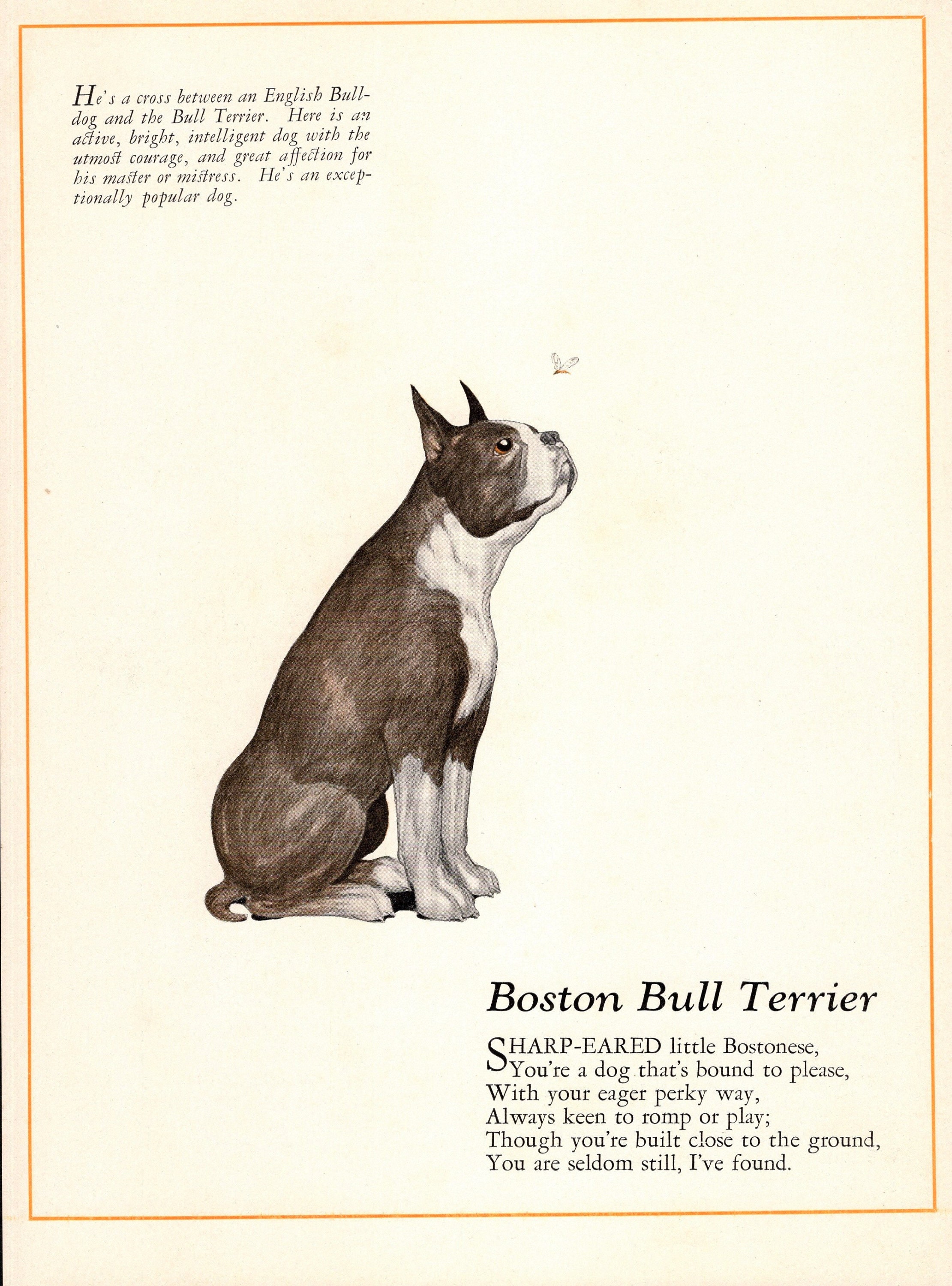 Vintage Boston Terrier Art