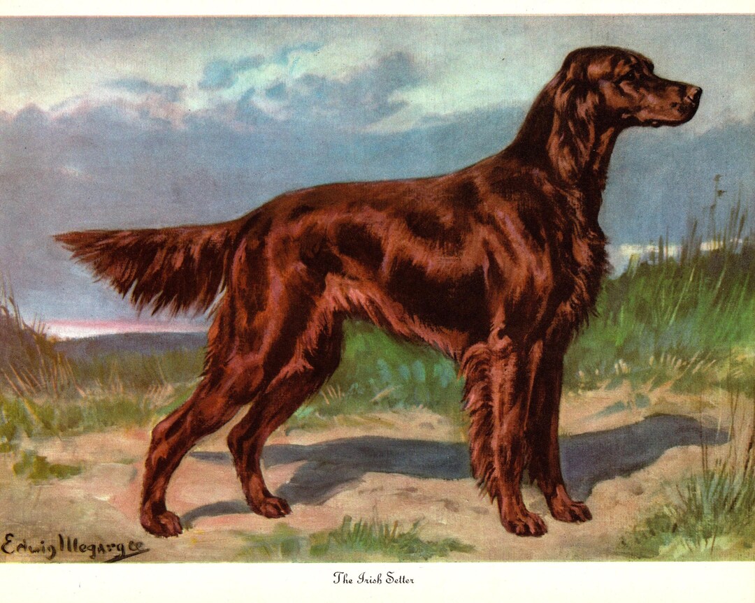 Antique IRISH SETTER Print Wall Art Decor Vintage 1942 Edwin Megargee ...