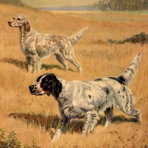 Large English Setter Print 1945 Vintage Edwin Megargee Hunting Dog ...