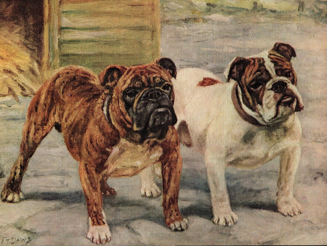 1930's Antique Bulldog Print Wall Art Decor Boomerang and - Etsy