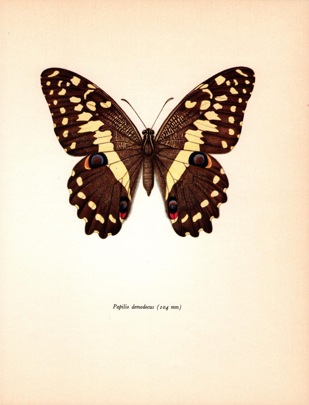 Pretty Swallowtail Butterfly Print Wall Art Decor Christmas Swallowtail ...